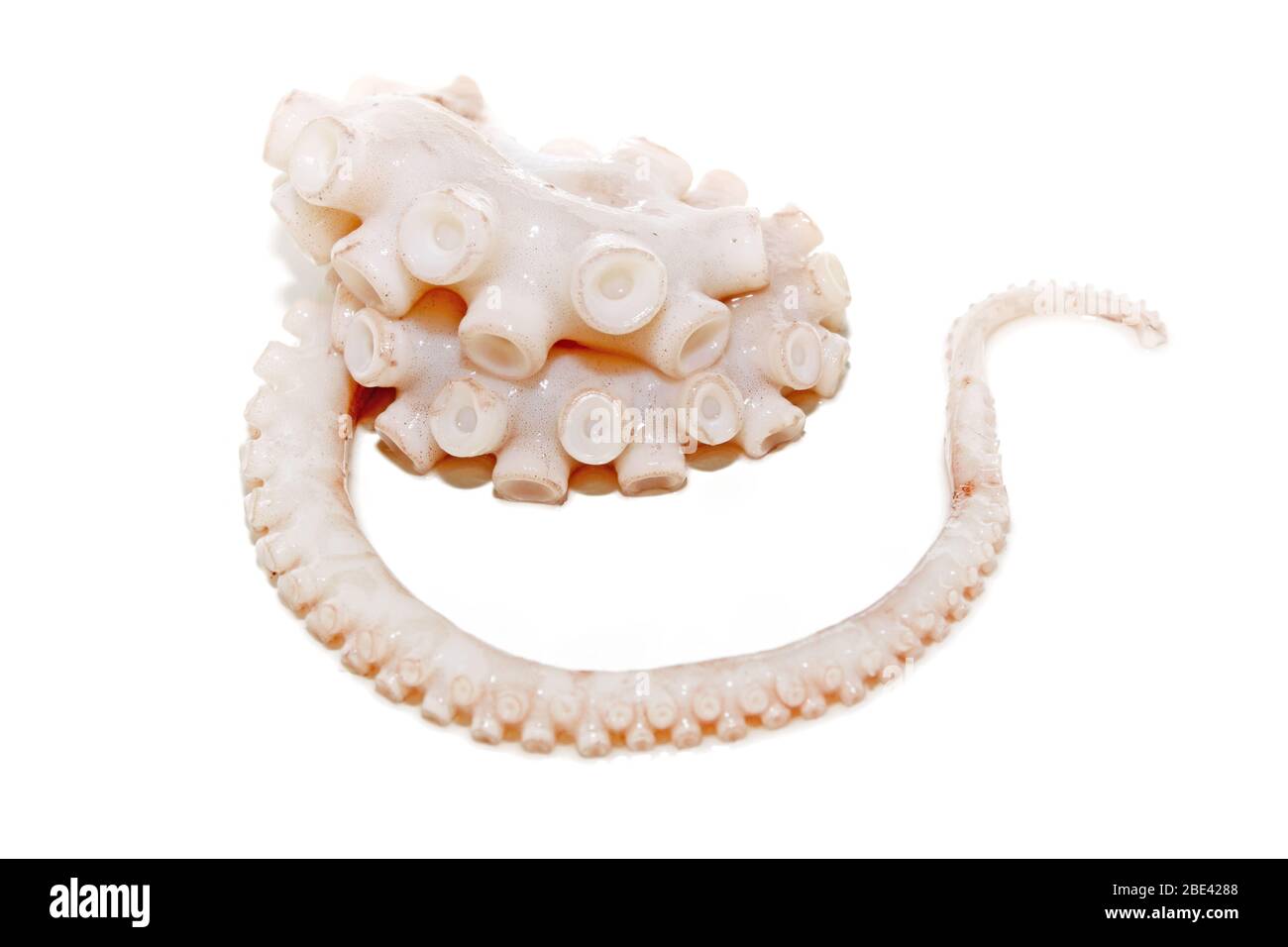 Eight legs octopus hi-res stock photography and images - Alamy