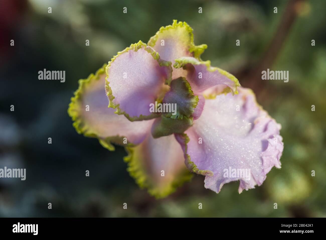 Top view of a gorgeous violets flower isolated on background. Beautiful ...