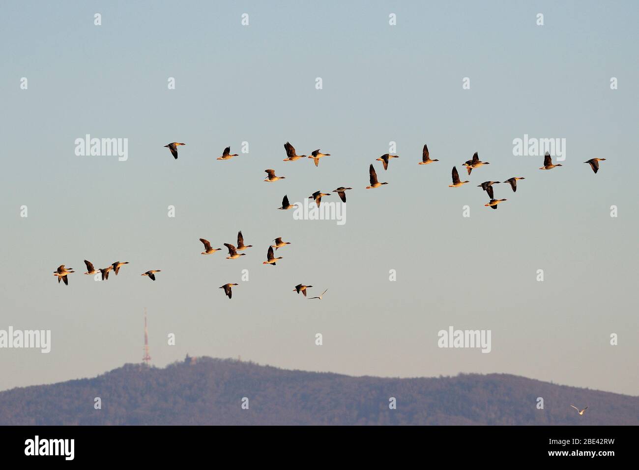 animals, bird, birds, fly, avian, water, birds in water, nature ...
