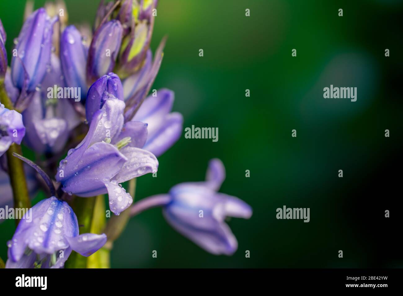 spring flowers bluebells Stock Photo - Alamy