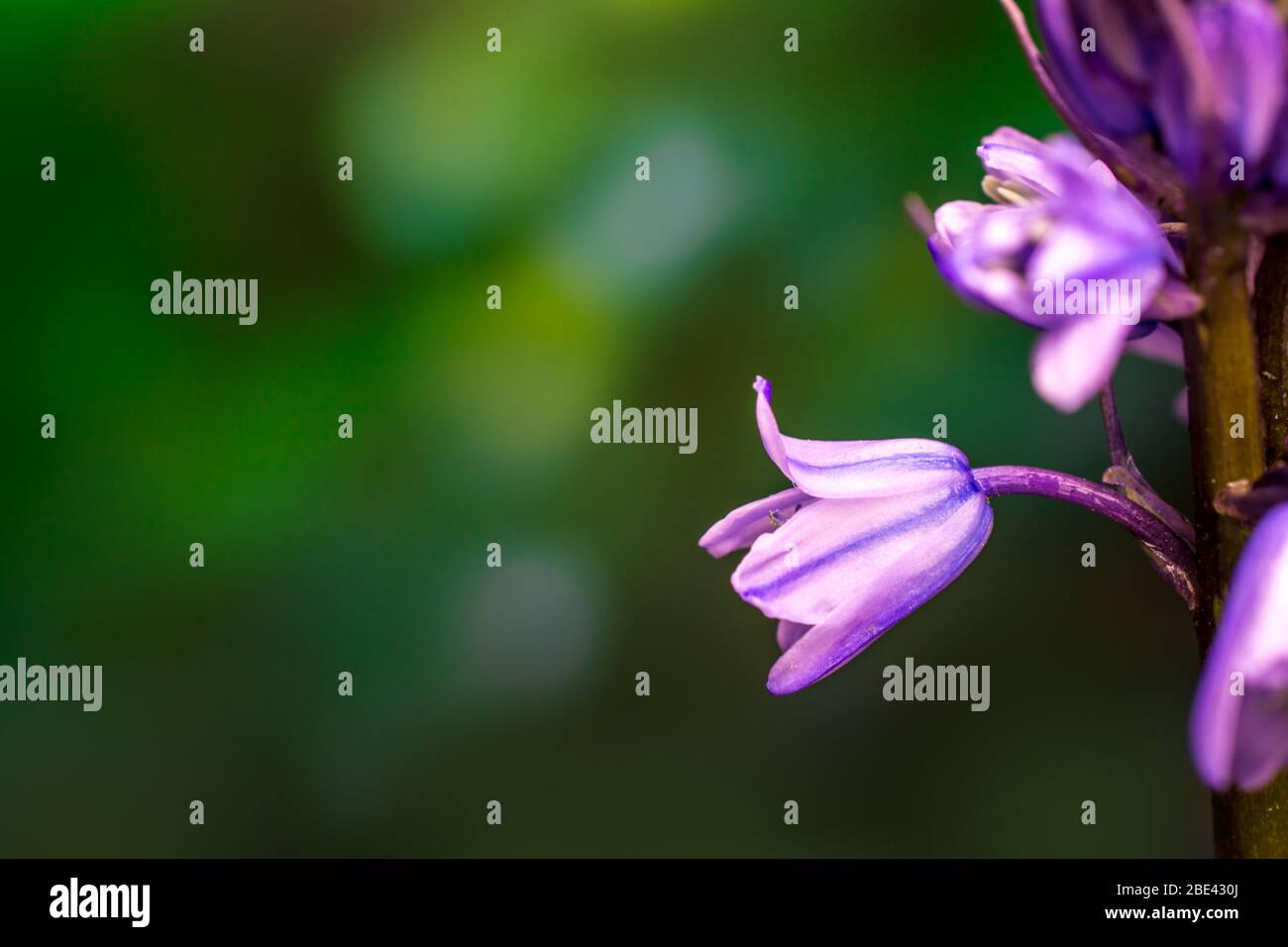 spring flowers bluebells Stock Photo - Alamy