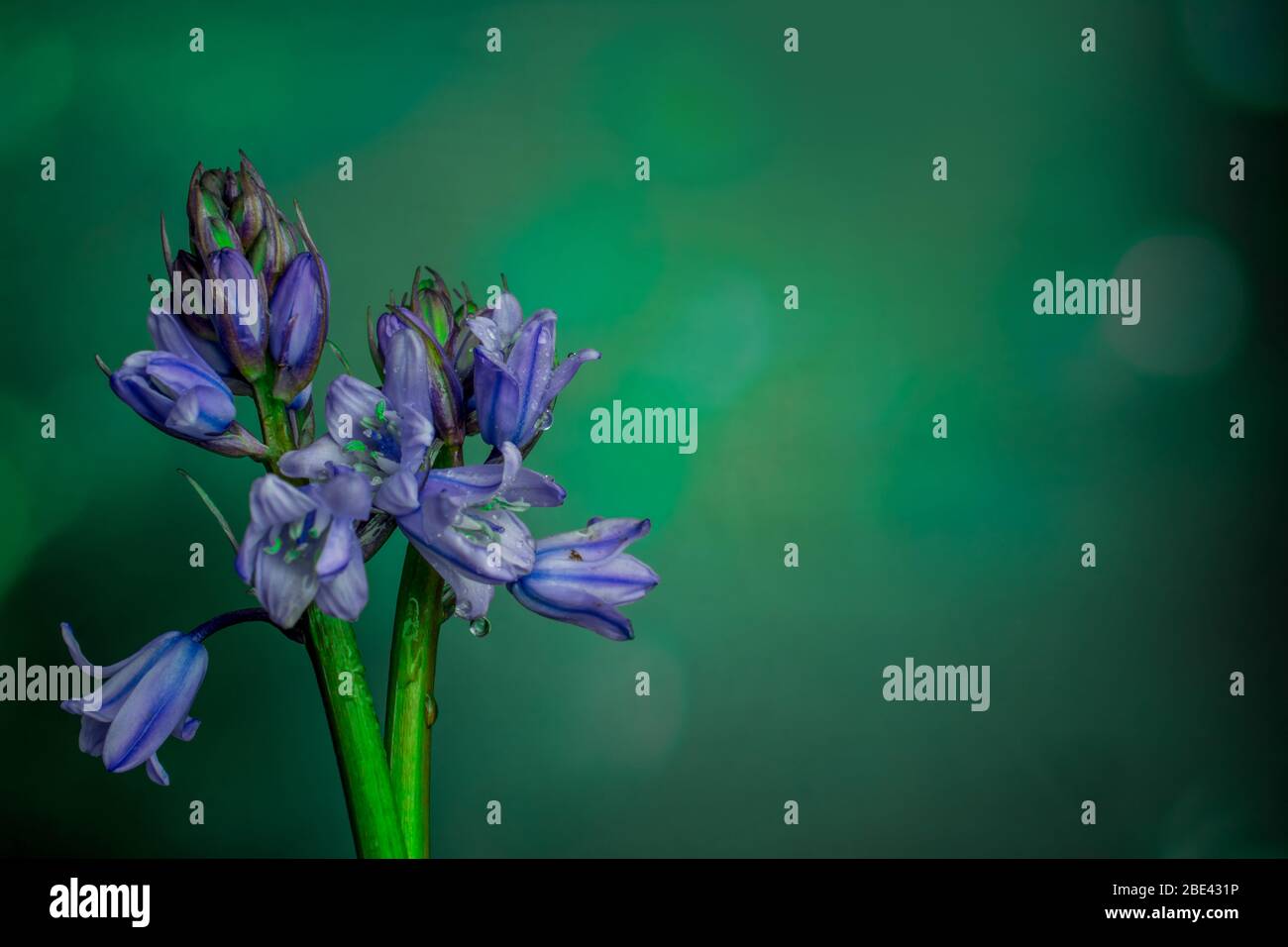 spring flowers bluebells Stock Photo - Alamy
