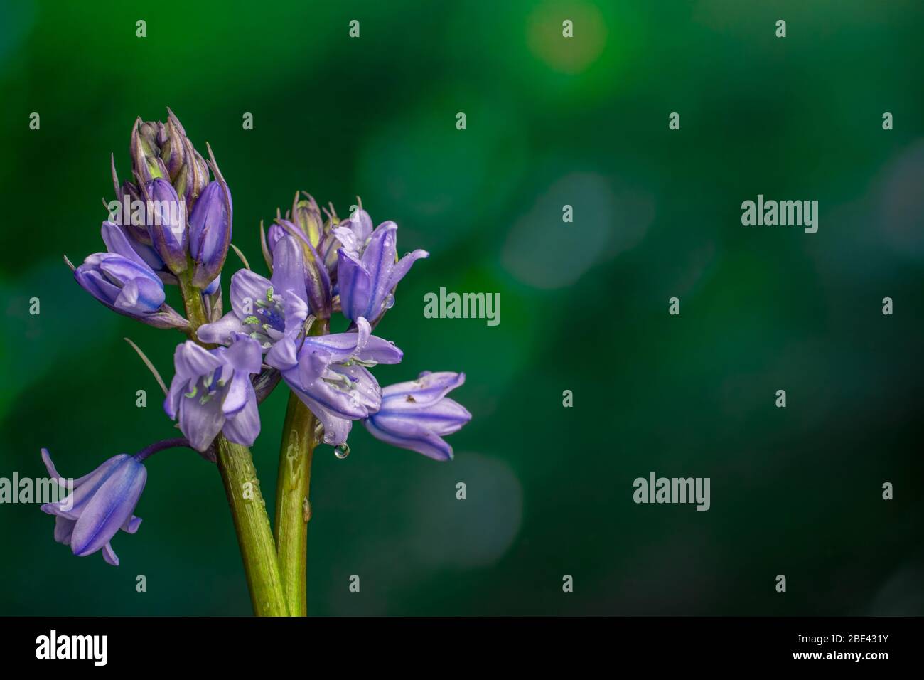 spring flowers bluebells Stock Photo - Alamy