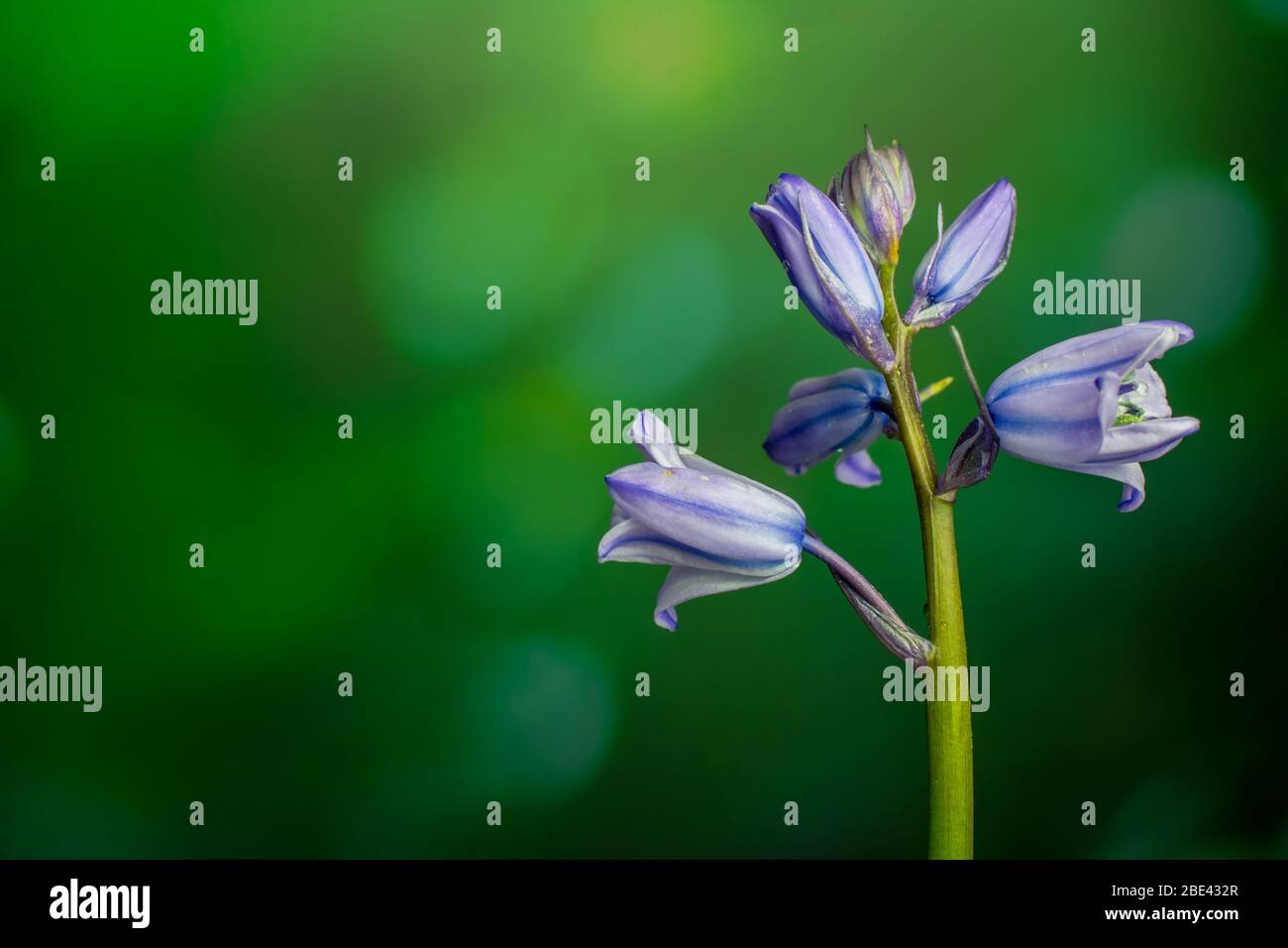 spring flowers bluebells Stock Photo - Alamy