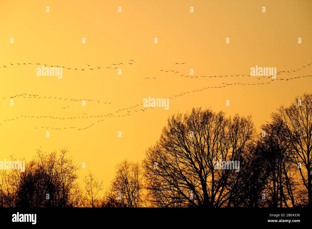 animals, bird, birds, fly, avian, water, birds in water, nature ...