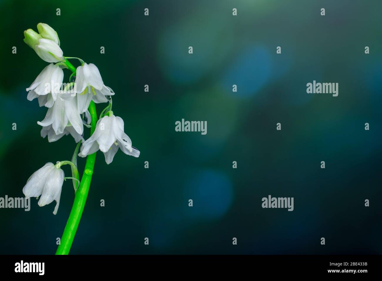 spring flowers bluebells Stock Photo - Alamy