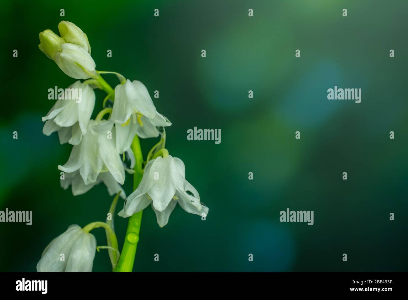 spring flowers bluebells Stock Photo - Alamy