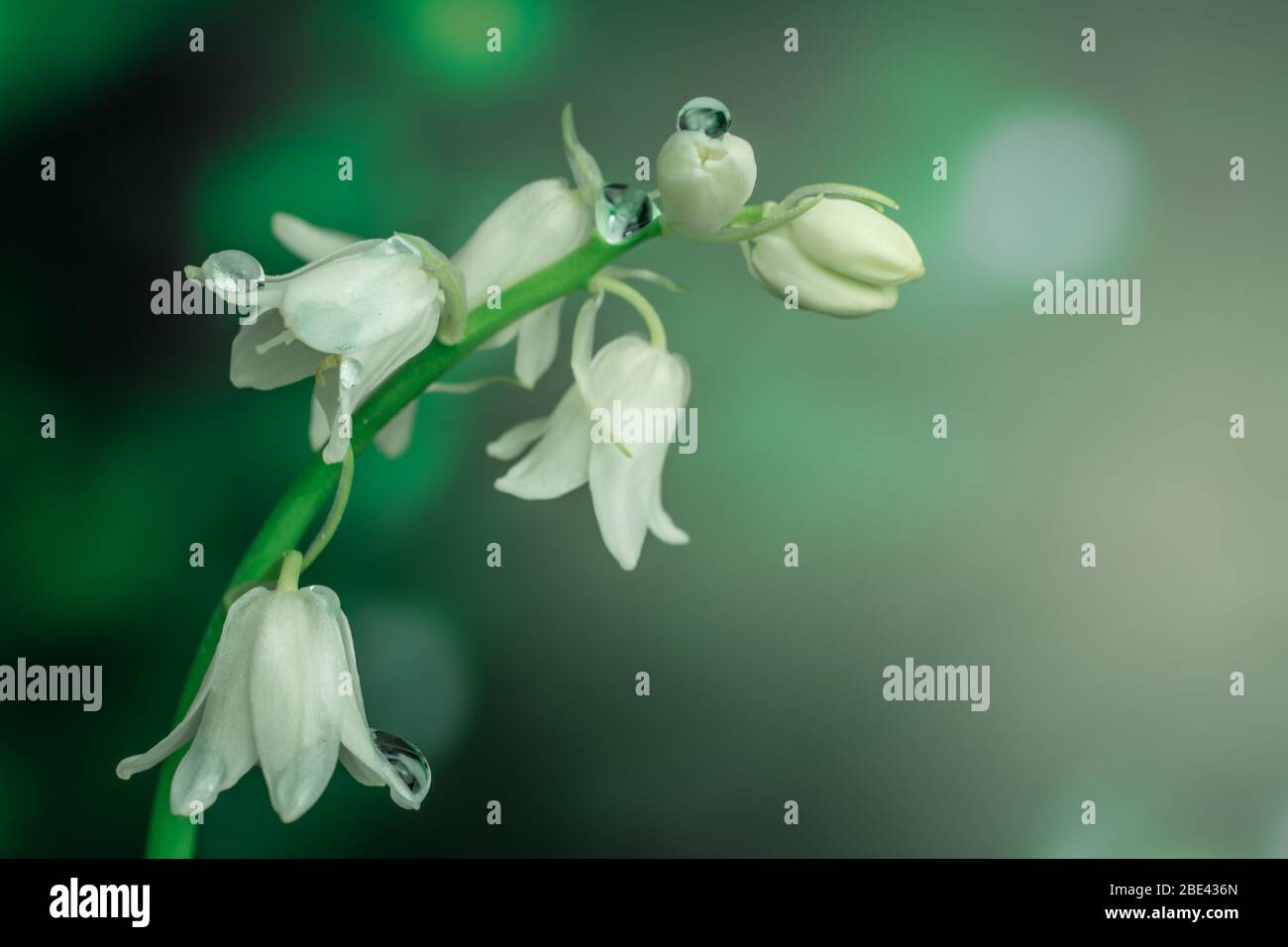 spring flowers bluebells Stock Photo - Alamy