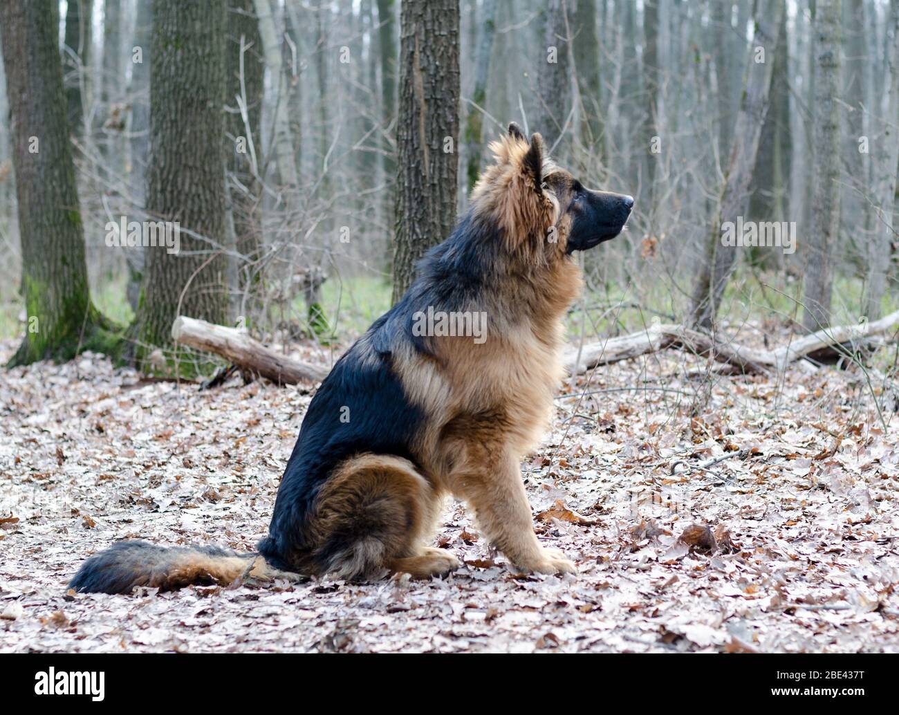 Young fluffy German shepherd dog puppy six months old Lying in a forest ...