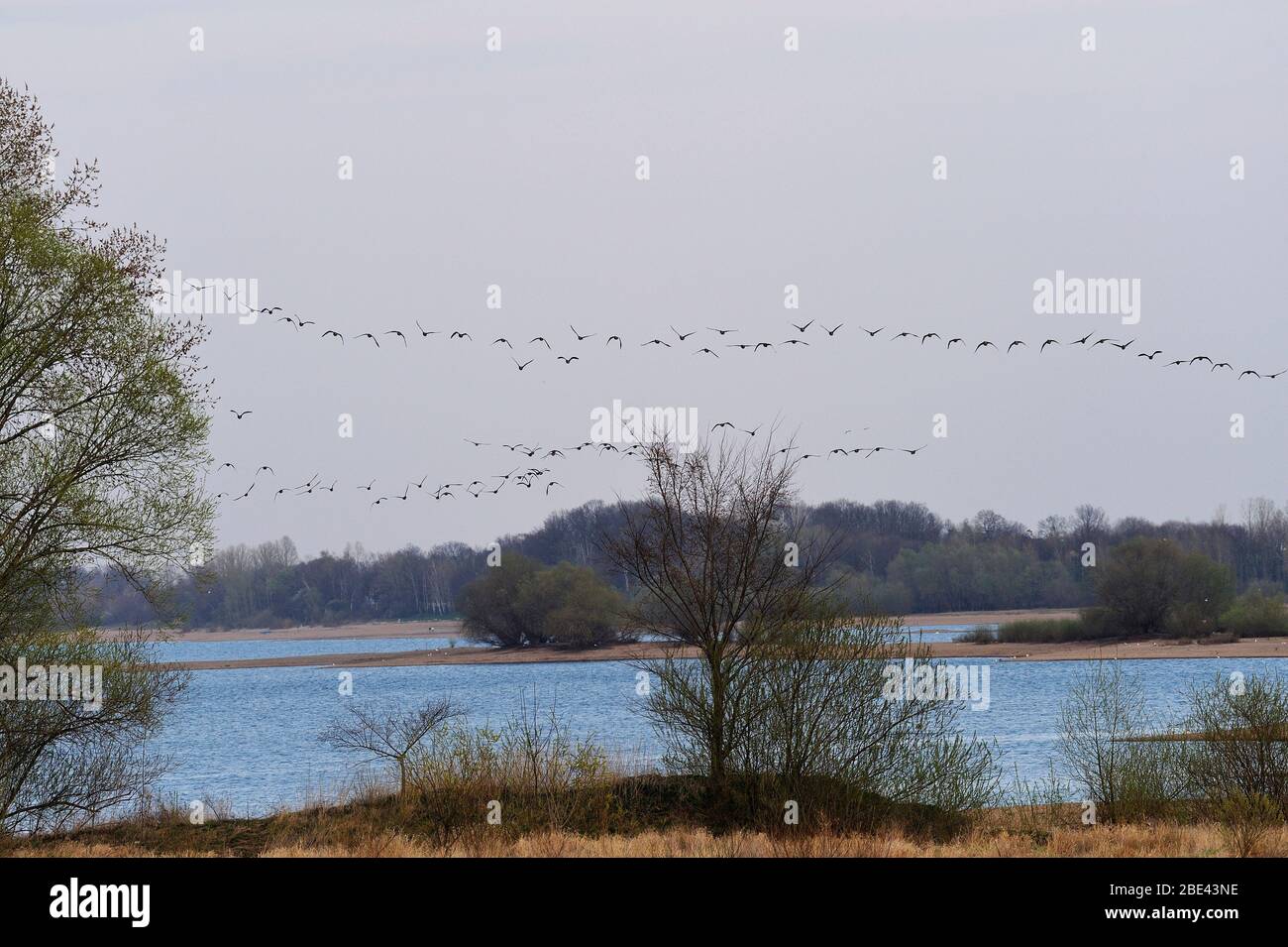 animals, bird, birds, fly, avian, water, birds in water, nature ...