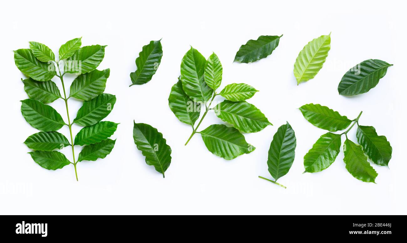 Fresh coffee leaves on white background Stock Photo - Alamy