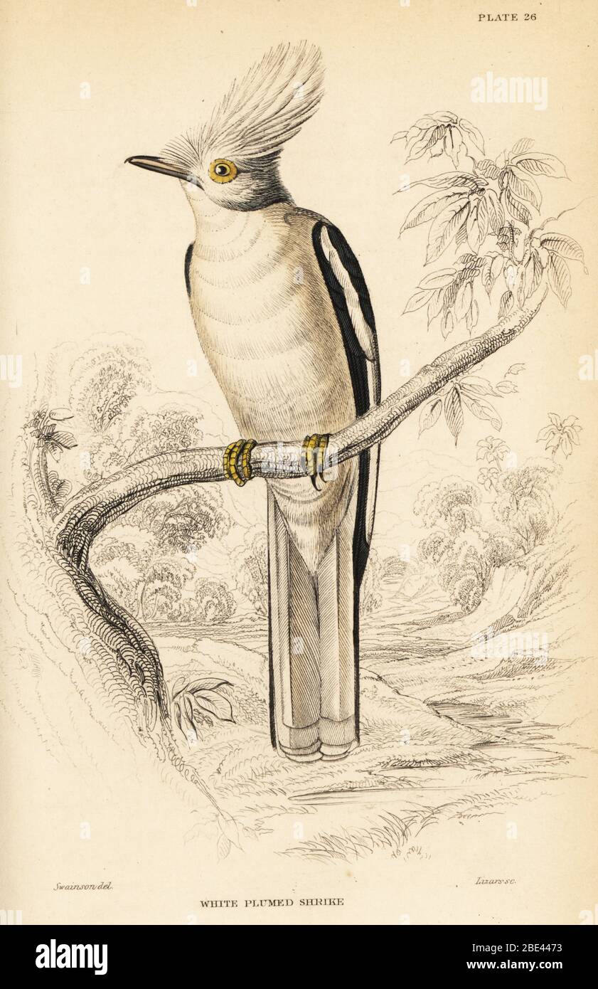 Plumed birds hi-res stock photography and images - Alamy