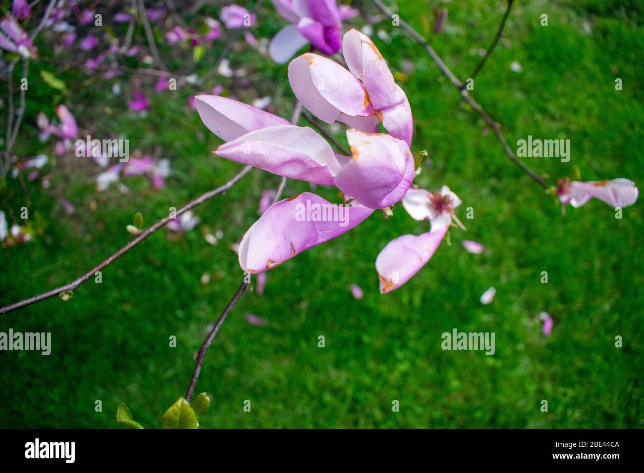 A Pink Flower Blowing in the Wind on a Tree Stock Photo - Alamy