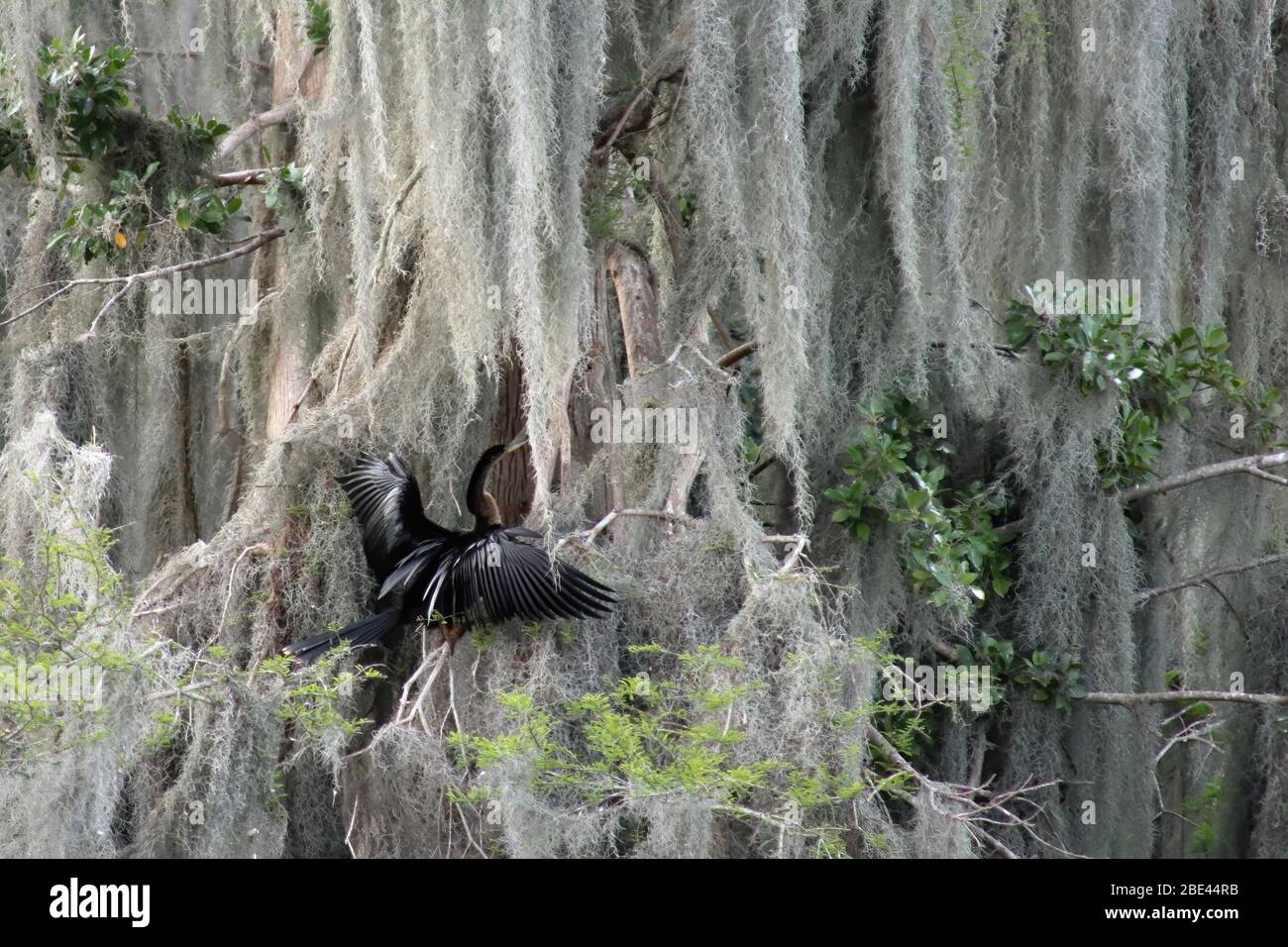 Anhinga bird fanning itself on a tree with cascading spanish moss. Lake ...
