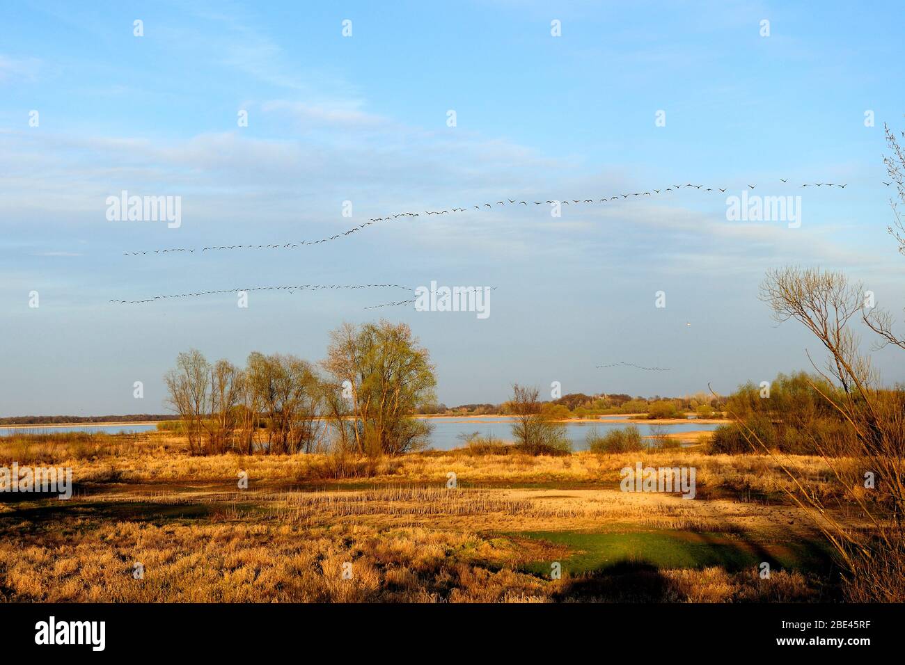 animals, bird, birds, fly, avian, water, birds in water, nature ...