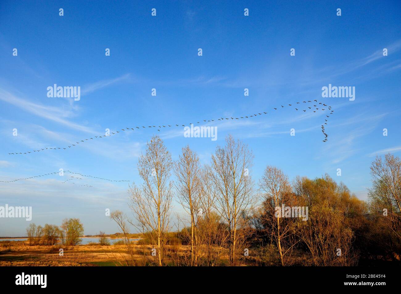 animals, bird, birds, fly, avian, water, birds in water, nature ...