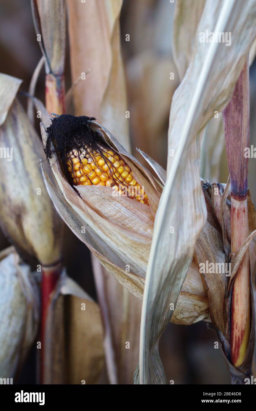 Cattle corn in a farmer's field during late summer in Ontario, Canada ...