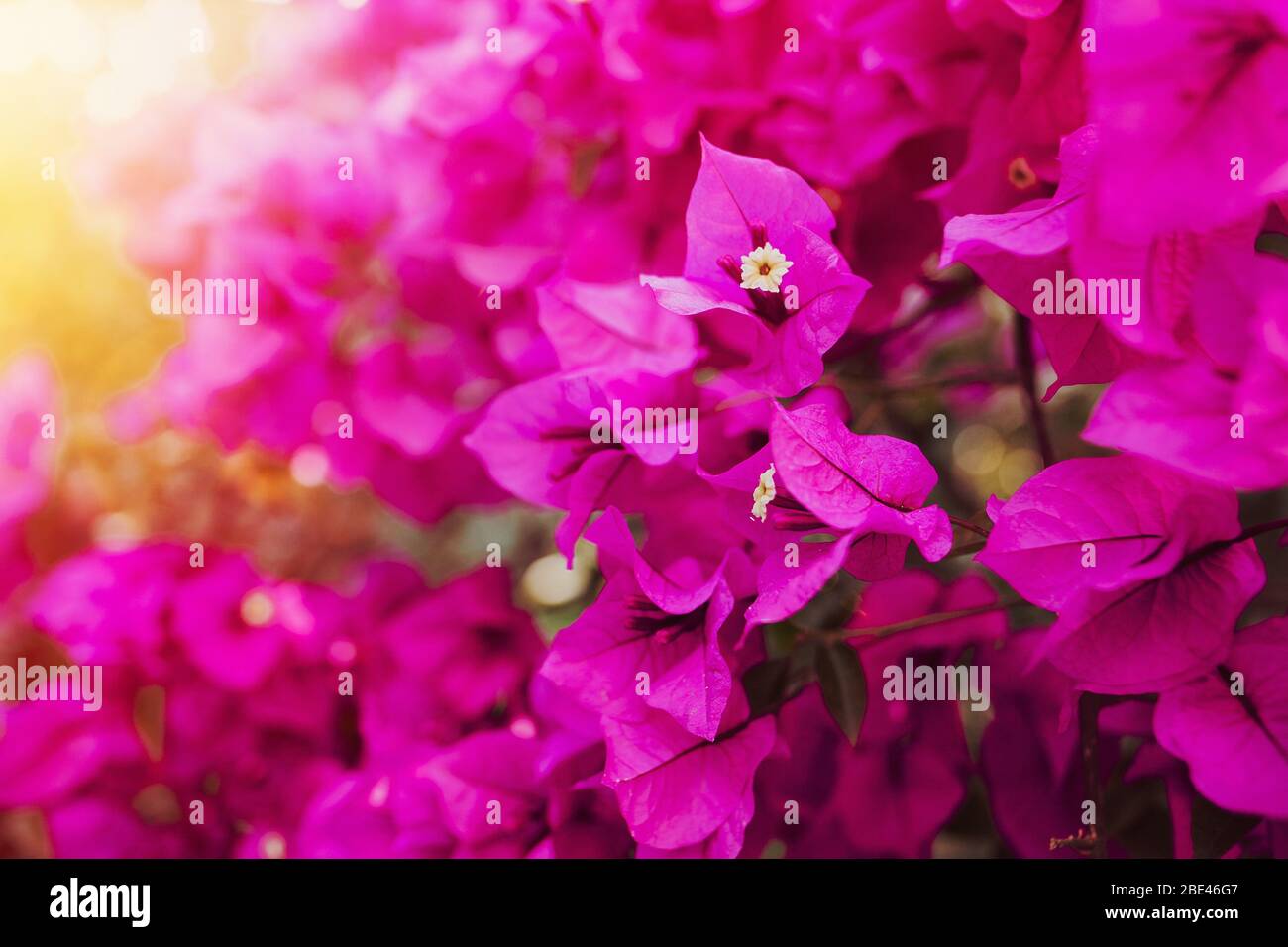 bougainvillea flowers purple bush or buganvilla, bugambilia, bunga ...