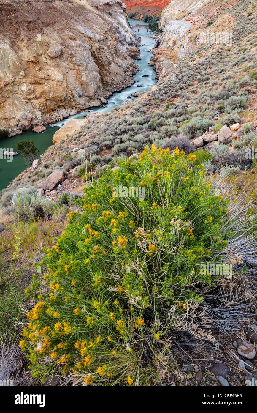 Shoshone River Canyon in the Bighorn Basin of Wyoming Stock Photo - Alamy