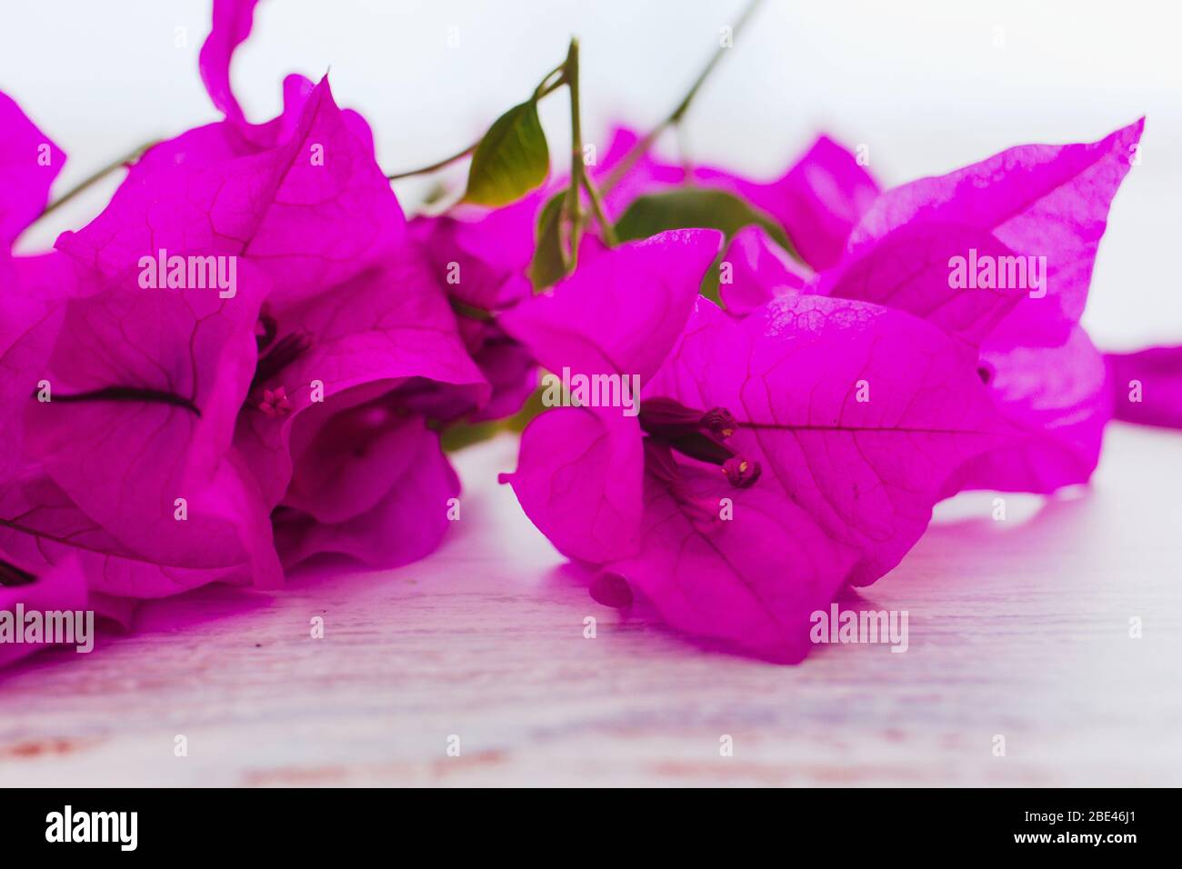 bougainvillea flowers purple bush or buganvilla, bugambilia, bunga ...