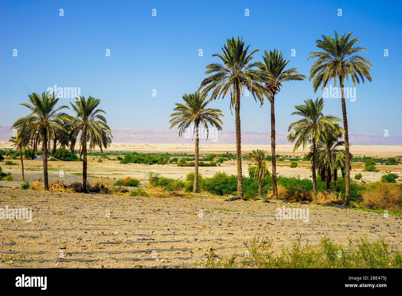 Middle east desert palm tree not israel hi-res stock photography and ...