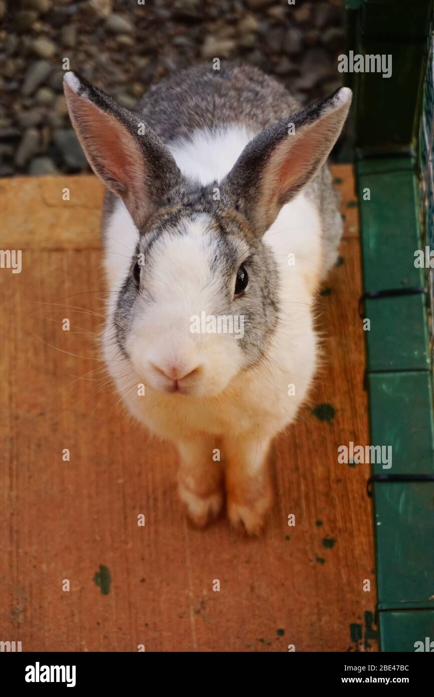 Rabbit looking into the camera hi-res stock photography and images - Alamy