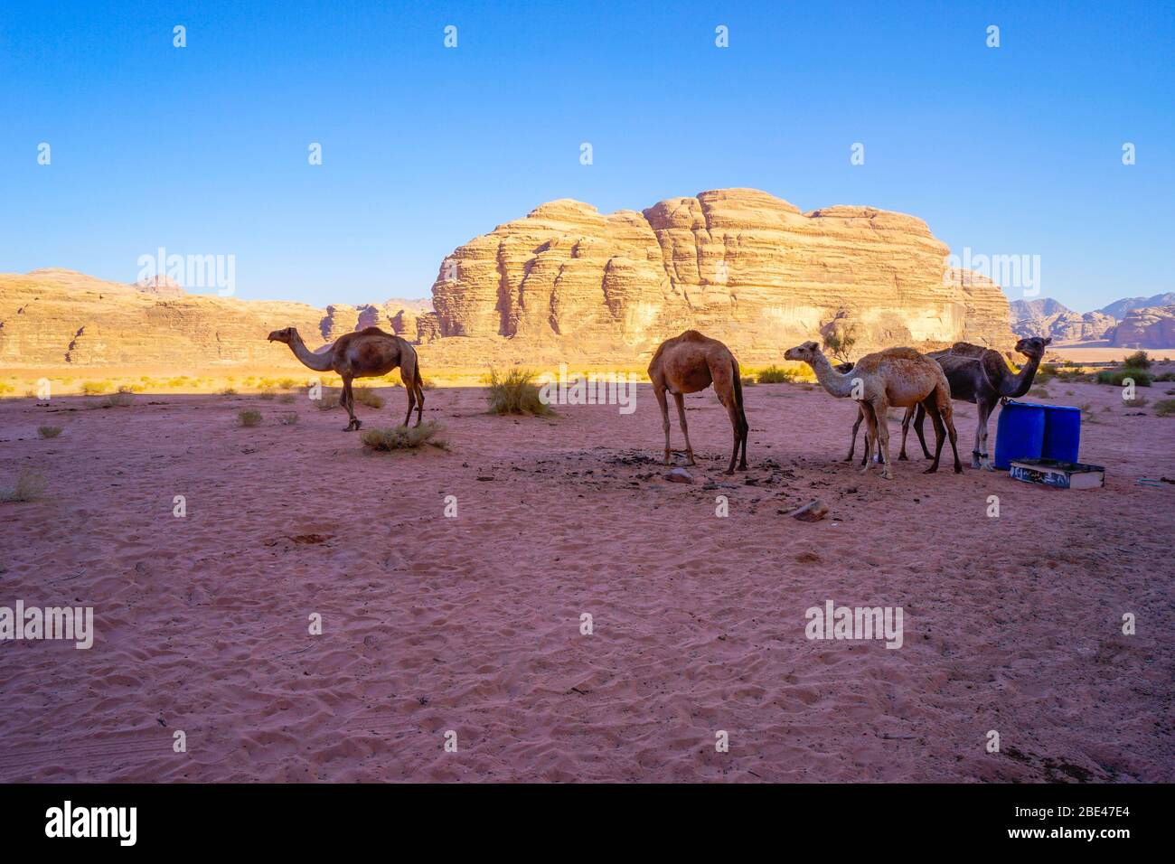 Jordan, Wadi Rum, camel feeding Stock Photo - Alamy