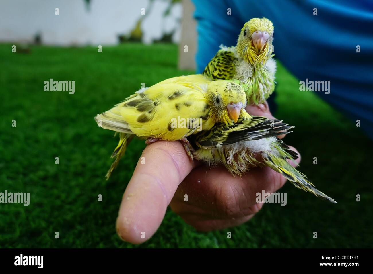 Baby parakeets hi-res stock photography and images - Alamy
