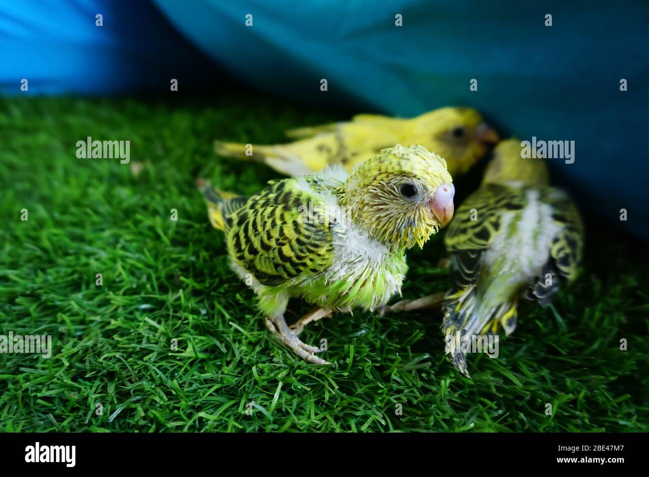 Baby parakeets hi-res stock photography and images - Alamy
