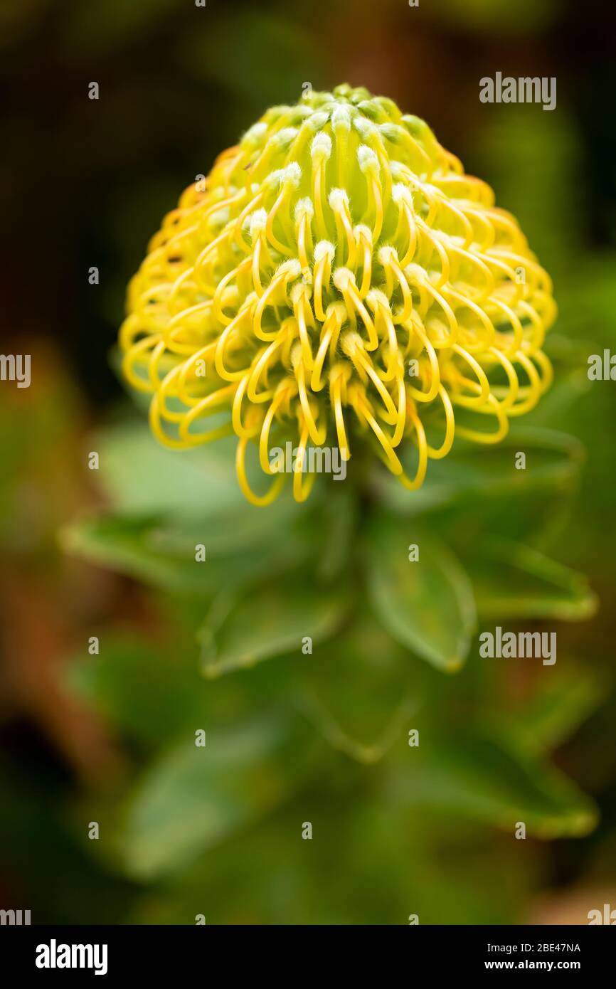 Yellow tropical flower, Botanical Gardens; Maui, Hawaii, United States ...