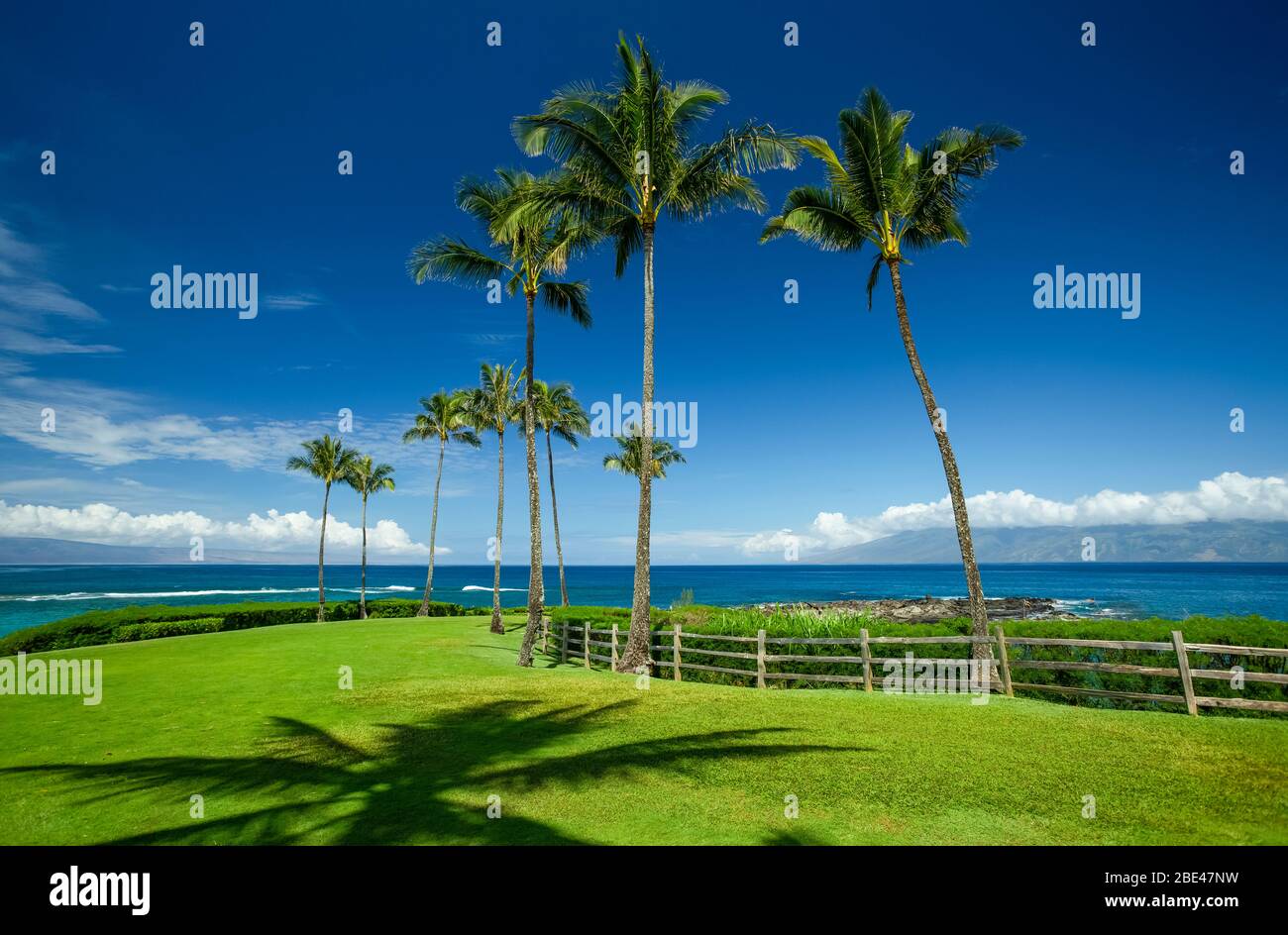 Palm trees and lush green grass along the coast of Maui; Kapalua, Maui ...