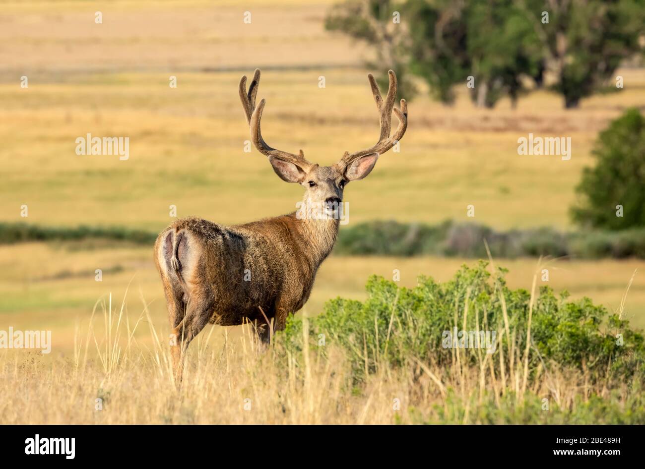 Deer looking back hi-res stock photography and images - Alamy