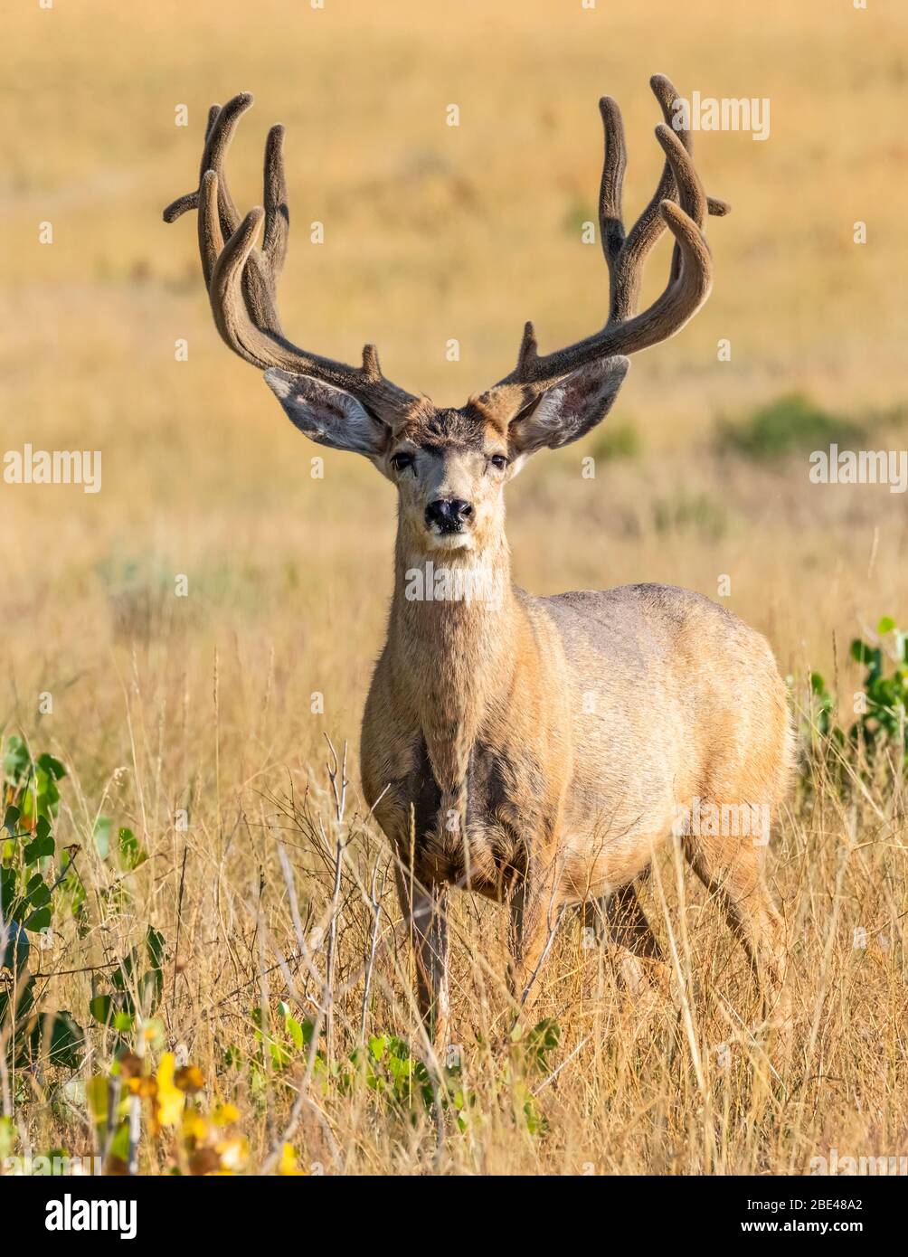 Mule deer buck (Odocoileus hemionus) standing in a golden grass field ...