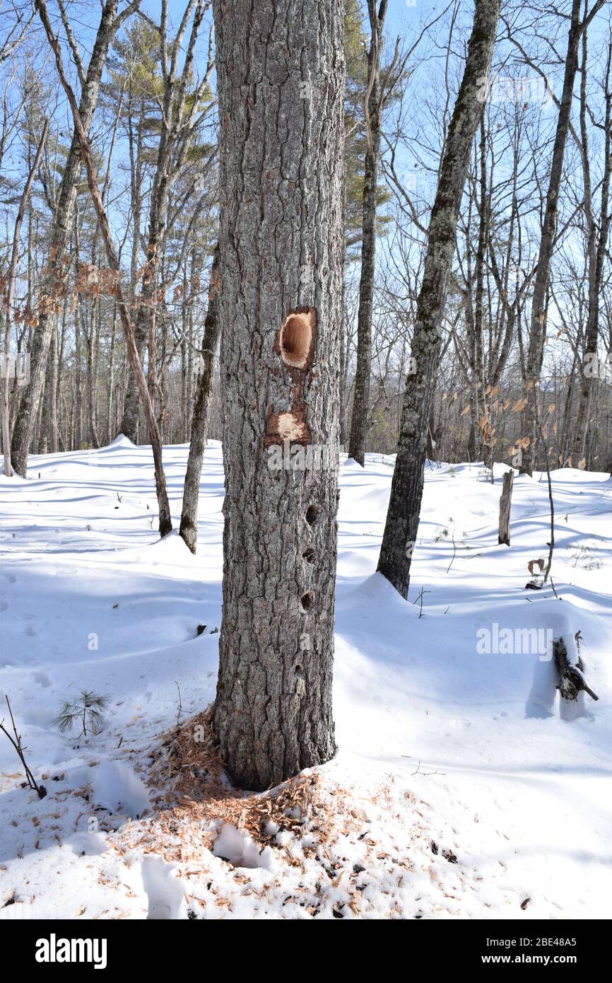 Vertical picture of a tree with several holes made by a pileated ...