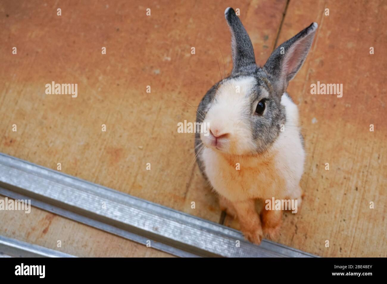 Curious small fluffy rabbit white hi-res stock photography and images ...