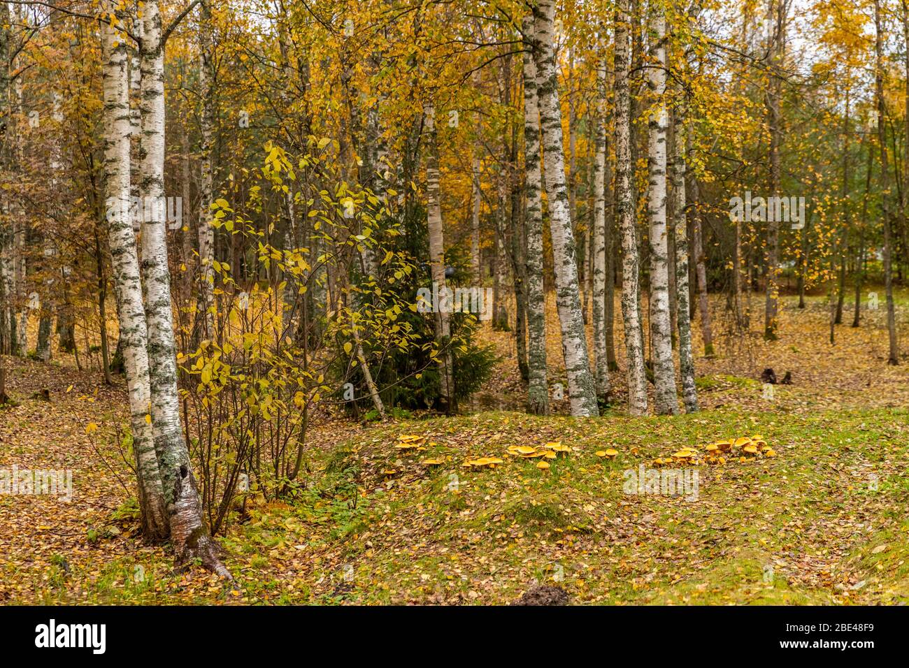 Forest lodge in backwoods, wild area in beautiful forest in Autumn ...