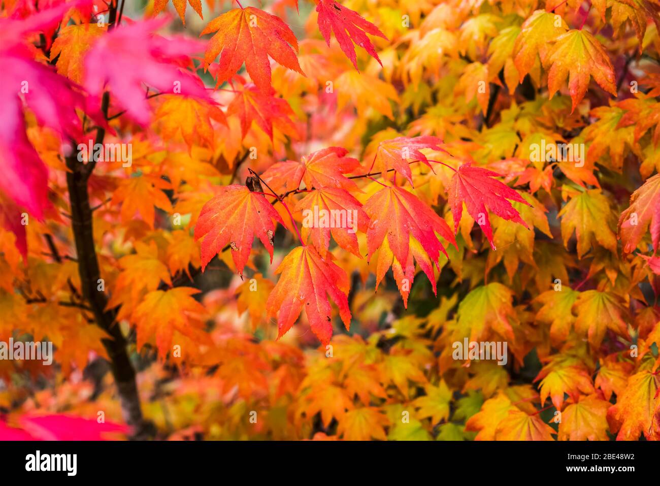 Vine maple hi-res stock photography and images - Alamy