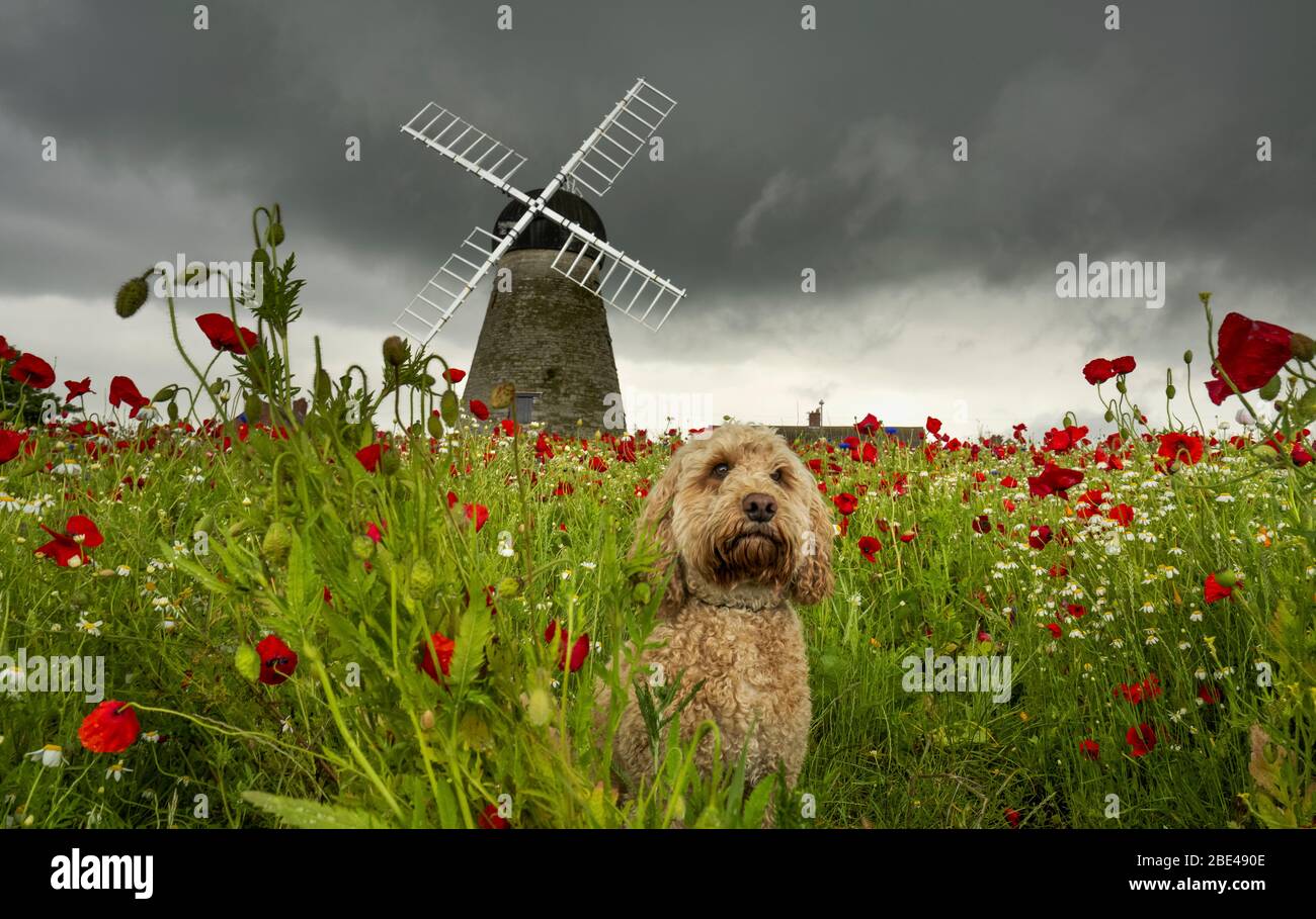 Poppy dog hi-res stock photography and images - Alamy