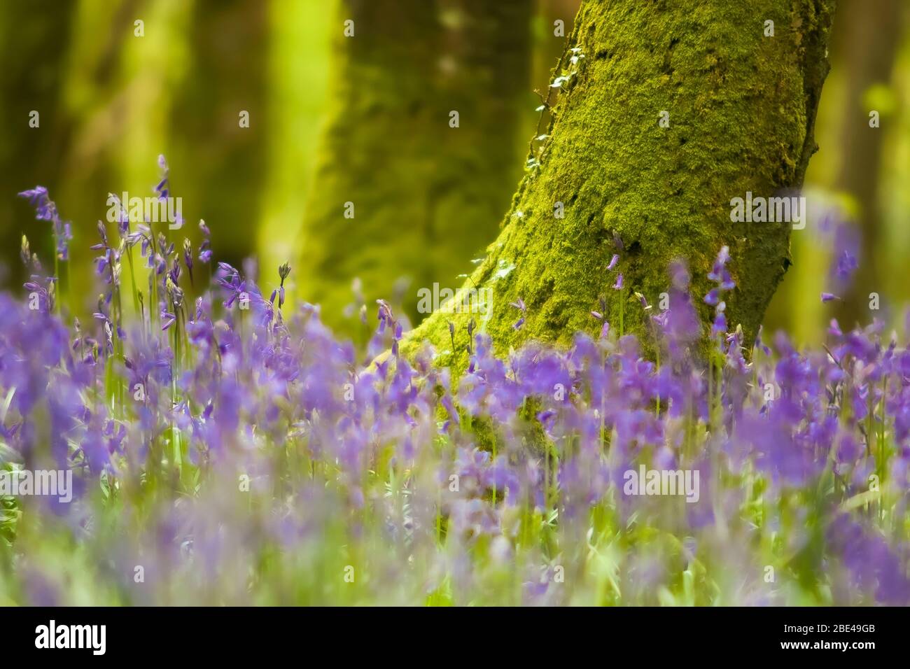 Cork tree flower hi-res stock photography and images - Alamy