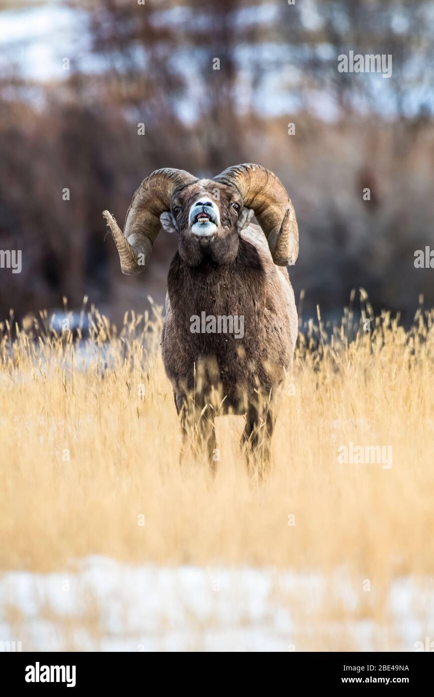 Flehming sheep with horns hi-res stock photography and images - Alamy