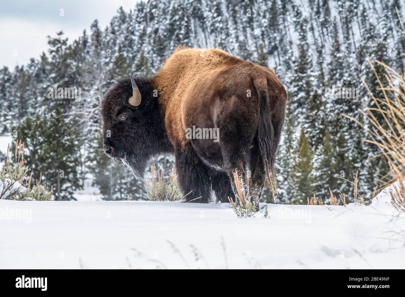 American Bison bull (Bison bison) standing in snow in Yellowstone ...