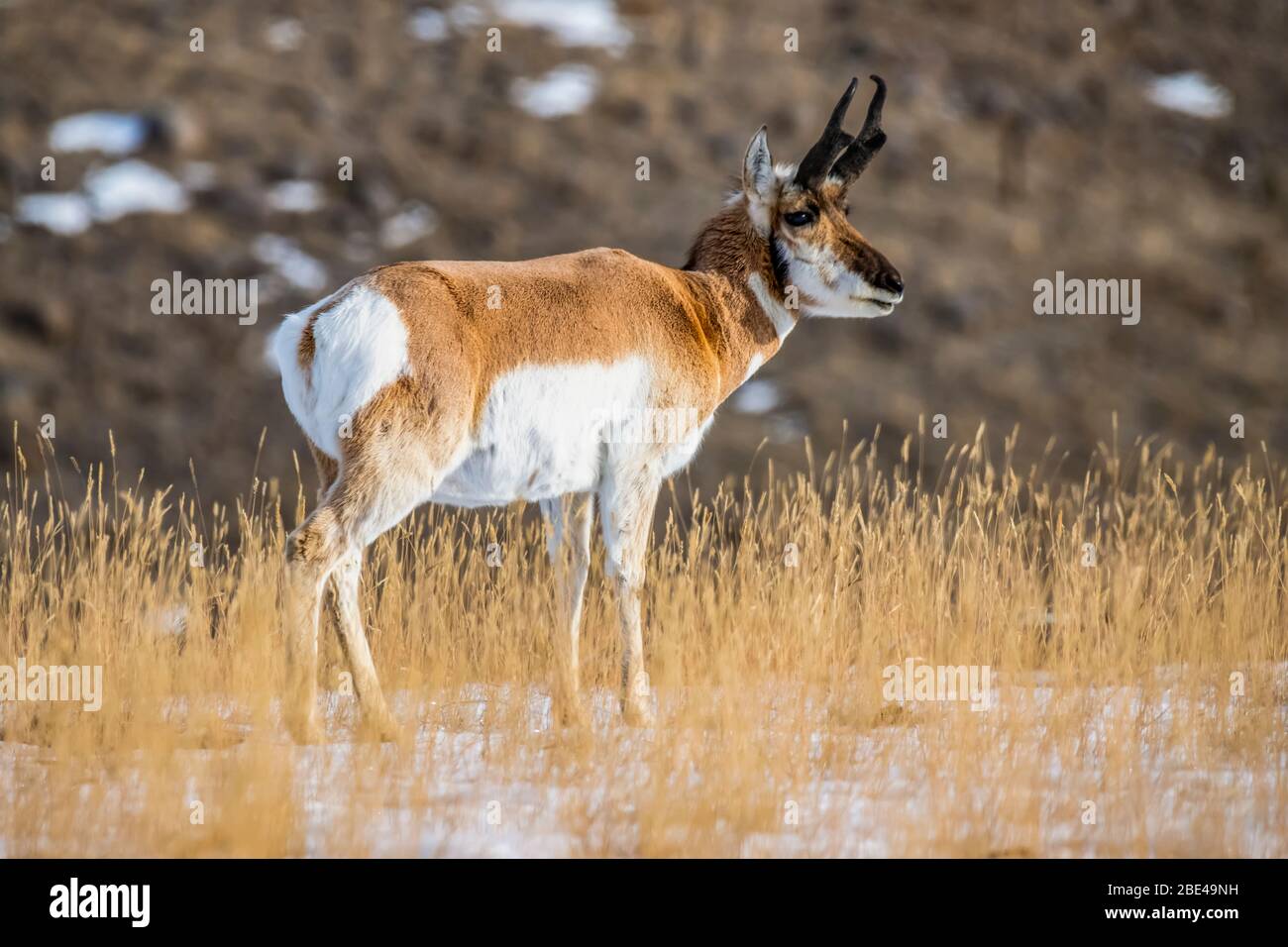 Pronghorn antelope facing right hi-res stock photography and images - Alamy