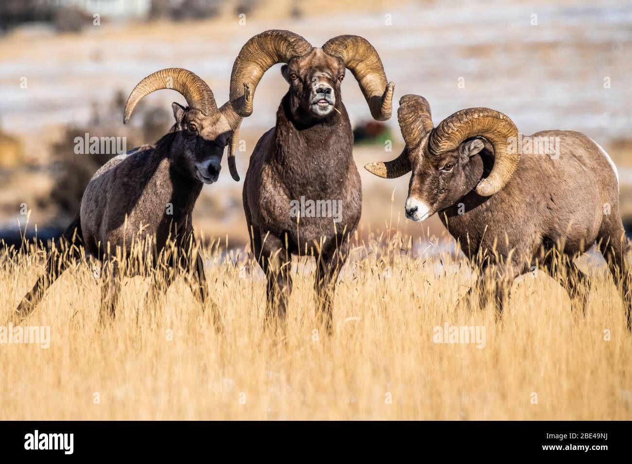 Three bighorn sheep hi-res stock photography and images - Alamy