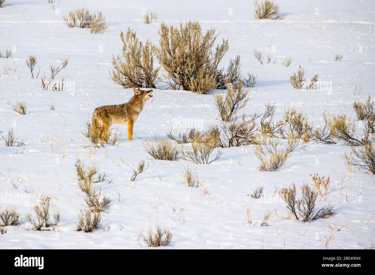 Yellowstone predator hi-res stock photography and images - Alamy