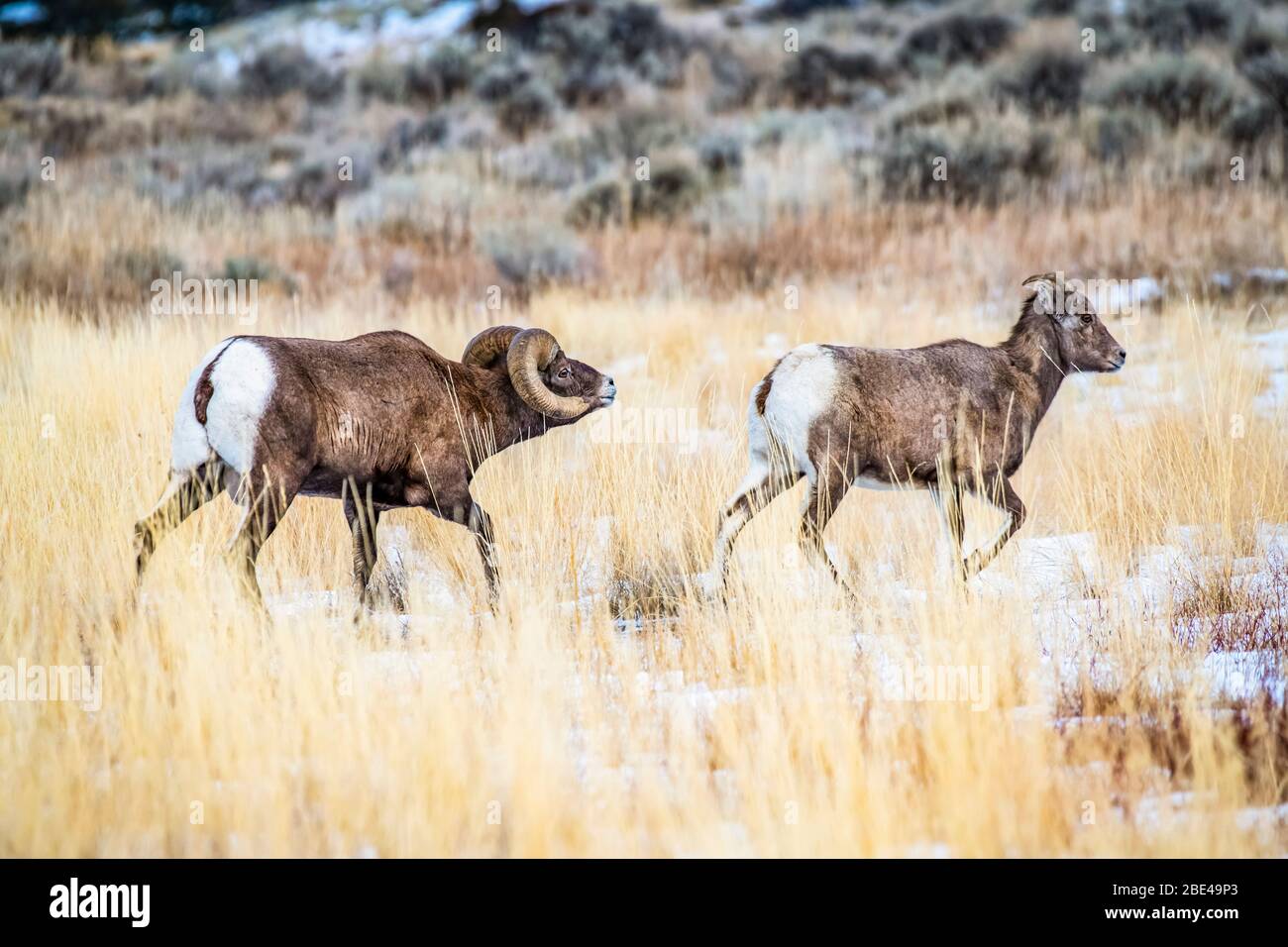 Bighorn Sheep ram (Ovis canadensis) follows an ewe through a snowy ...