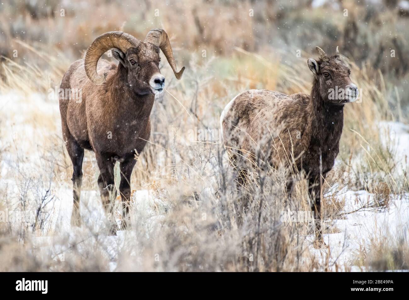 Mating bighorn sheep hi-res stock photography and images - Alamy