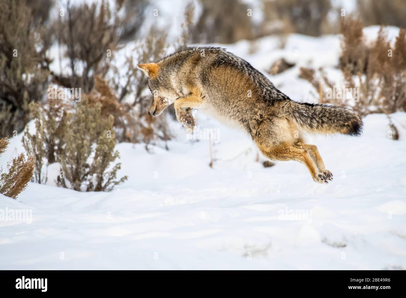 Coyote (Canis latrans) leaps in the air while hunting mice in ...