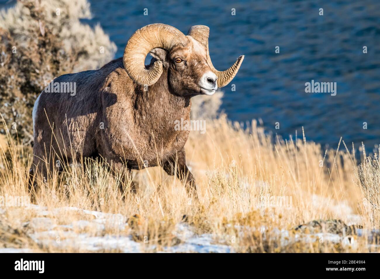 Bighorn Sheep ram (Ovis canadensis) with massive horns walks along a ...