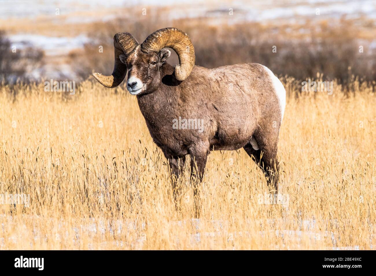 Mating bighorn sheep hi-res stock photography and images - Alamy