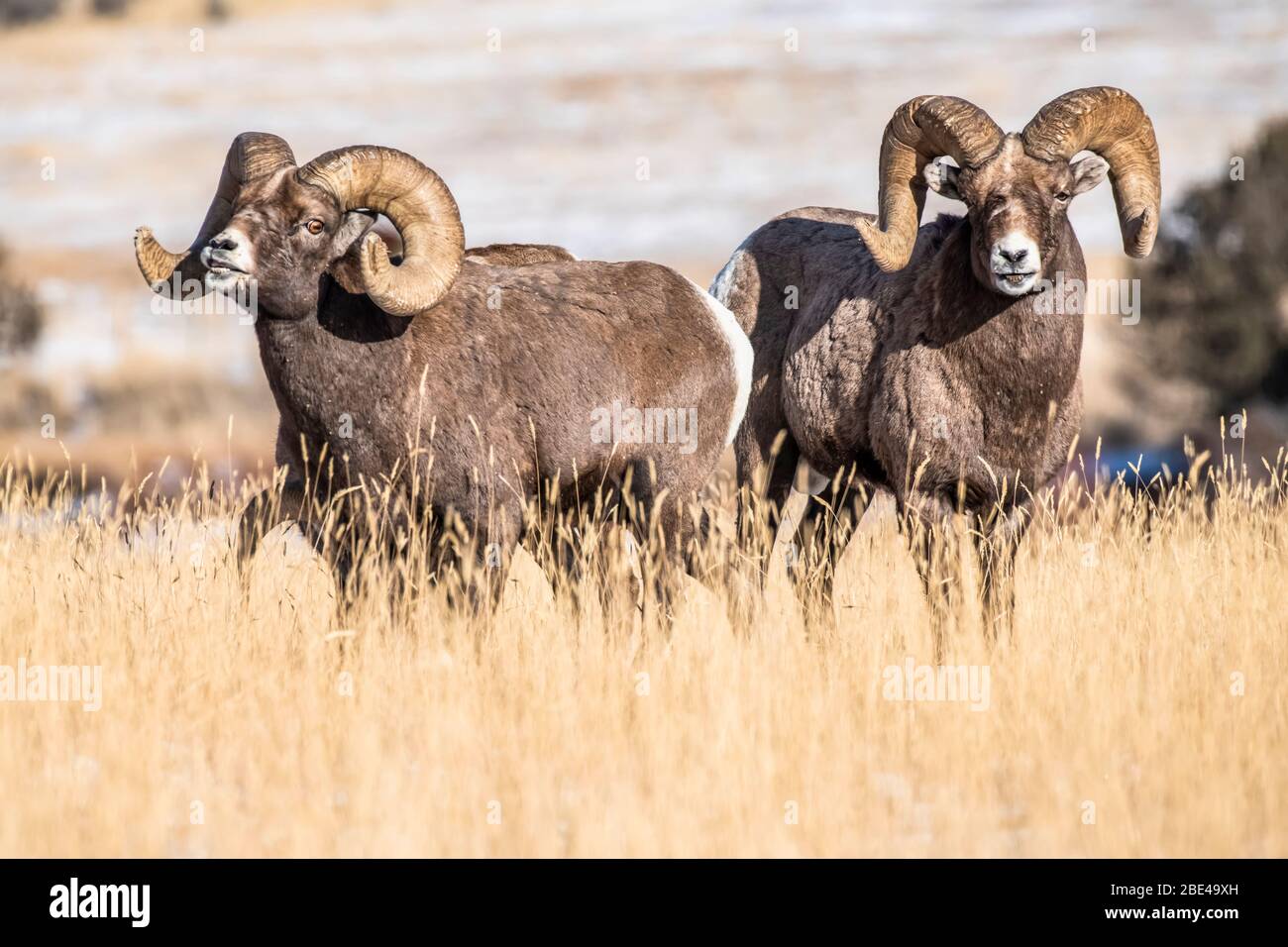 Sheep mating hi-res stock photography and images - Alamy